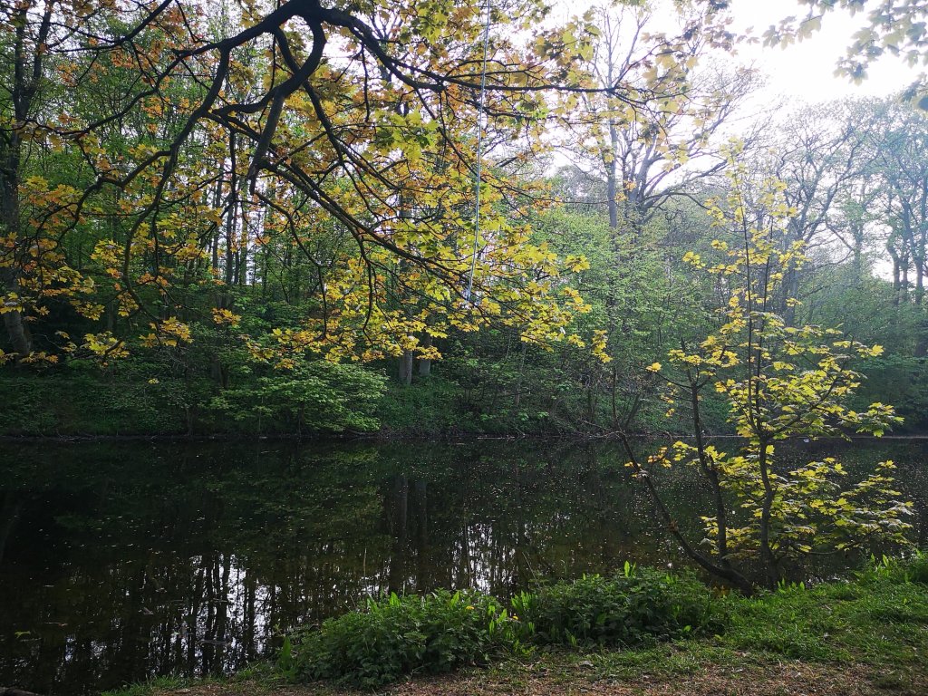 The little Farnley fish pond – So Beau